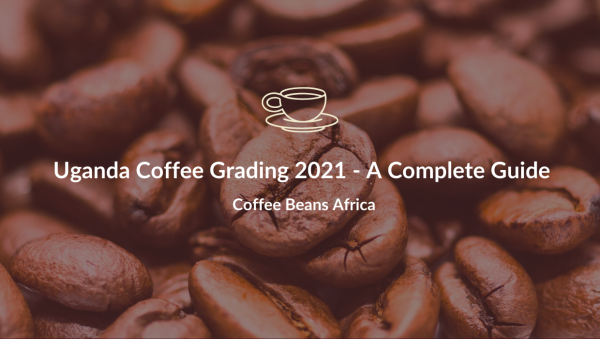 Uganda Coffee Grading 2021 - A Complete Guide | Coffee Beans Africa